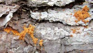 IPS Beetle Grand Junction, CO | Liqui Green Turf & Tree Care